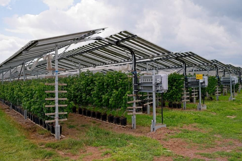 PA Agrivoltaics: Best Crops for Solar Integration | US Light Energy