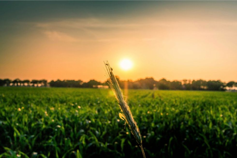 Community Solar & Solar Land Solutions| US Light Energy